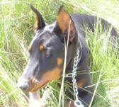 Duco Van Het Donauhof