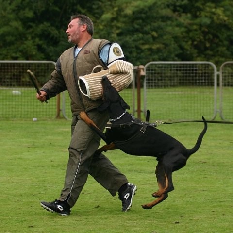 Van de Donauhoeve Pictures